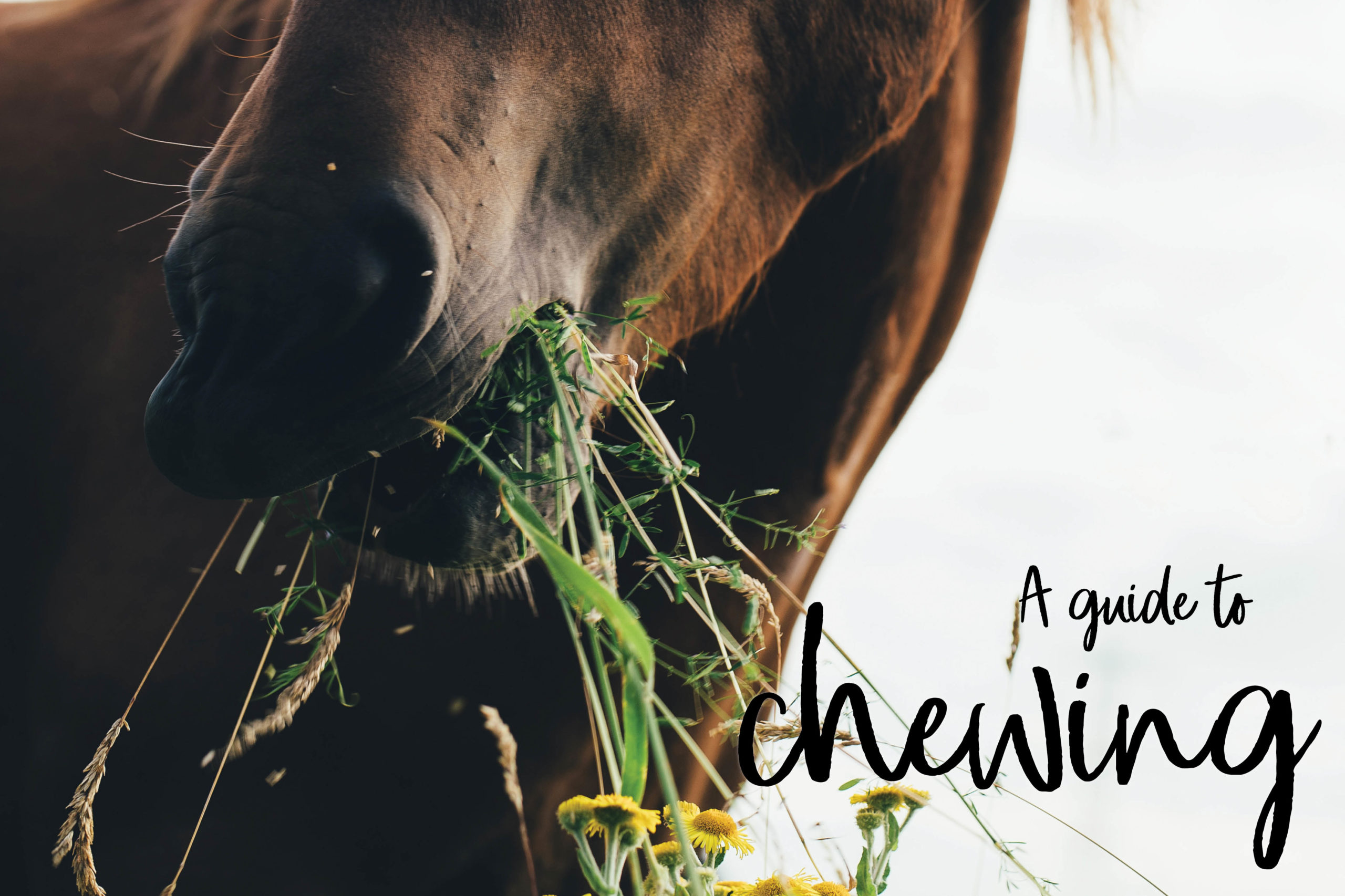 A Guide to Chewing - Delicious Living