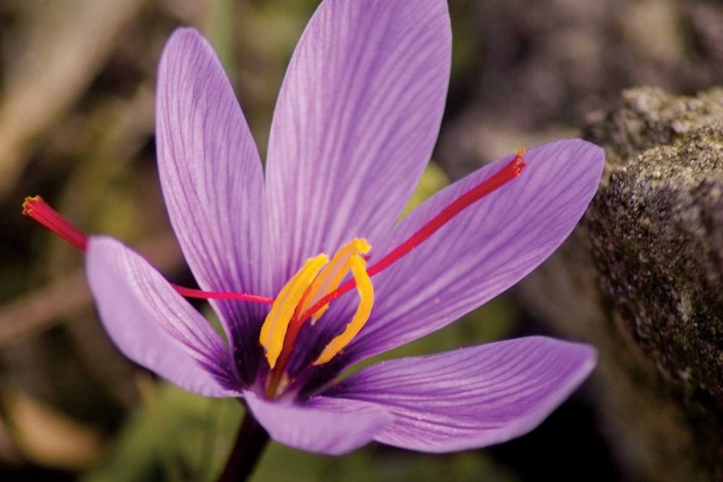 The Spice That Eases Anxiety - Delicious Living