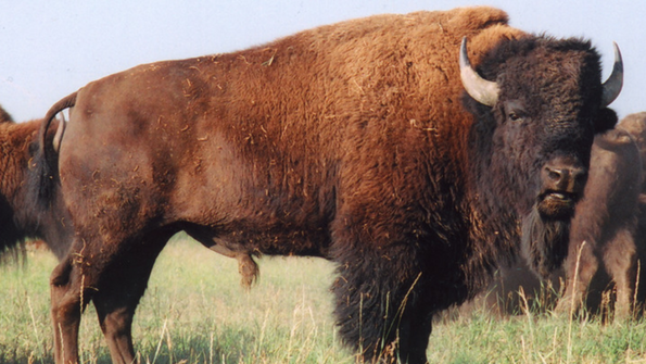 Major bison restoration campaign launches - Delicious Living